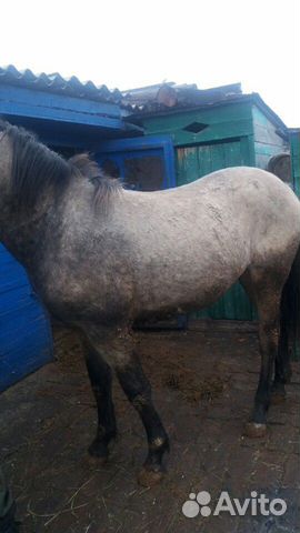 Продажа лошадей