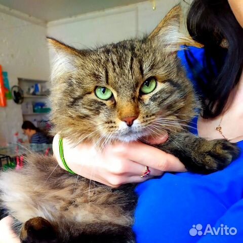 Кот Миклуха, 5 лет (из приюта)