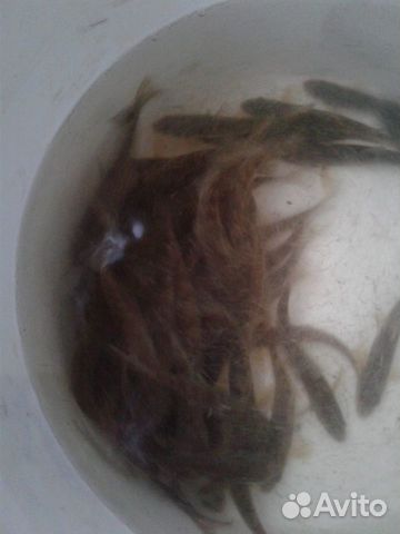 Живцы пескаря