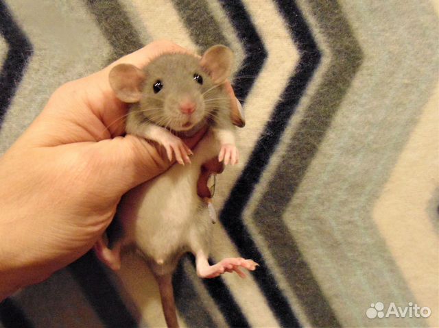 Крысы, крысята дамбо, микки - маусы - питомник, кл