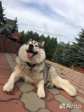 Аляскинский маламут