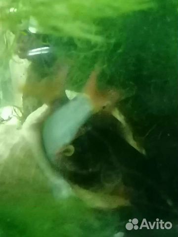 Боция Модеста (голубая боцилия)