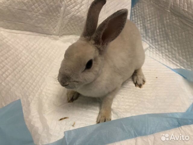 Кролик крольчата