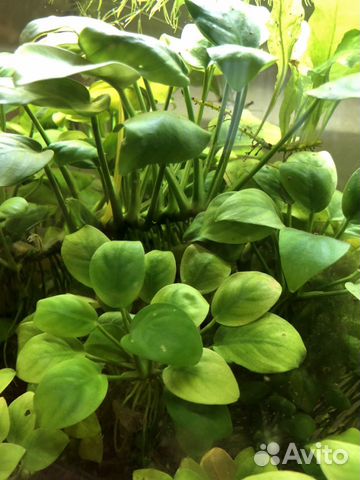 Анубиас нана