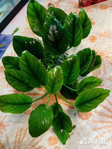 Растения анубиас криптокарина