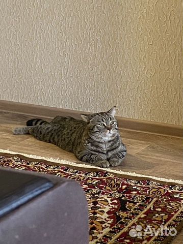 Британец кот на вязку