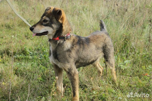 Тимон щенок 5 месяцев