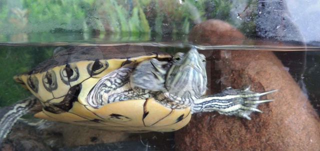 Красноухая черепаха с аквариумом