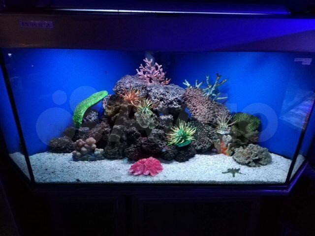 Морские аквариумы