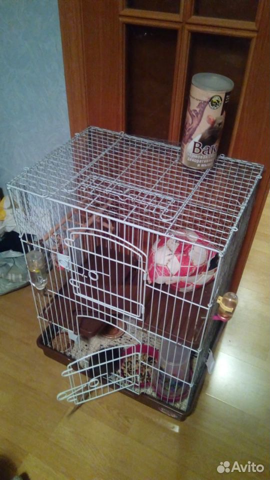 Крыска с клеткой в добрые руки