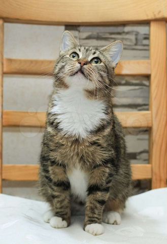 Кошка Дашенька около 2 лет