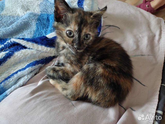 Котёнок ищет хозяина