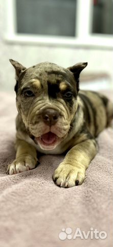 Американский булли