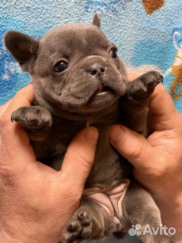 Французский бульдог мини голубой с документами