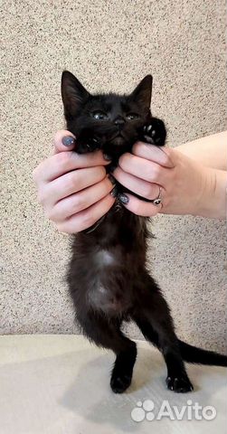 Котятенок в дар