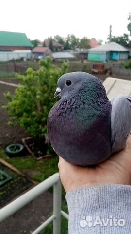 Продам голубей