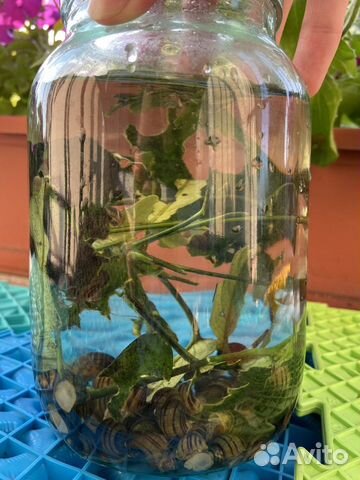 Улитки аквариумные