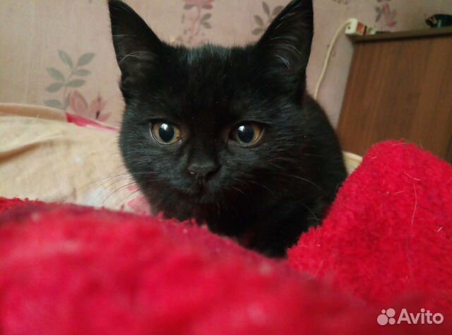 Черная красавица