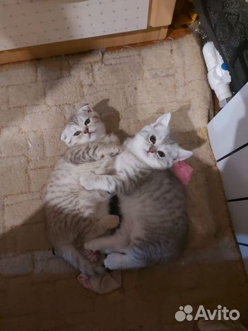 Котята шотландские вислоухие