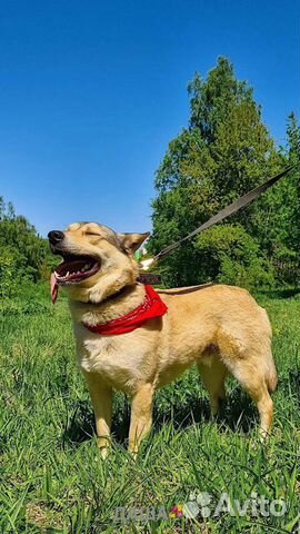 Лучизарный добряк Персик ищет дом