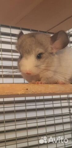 Серебристая шиншилла