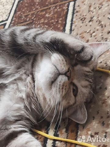 Шотландский кот