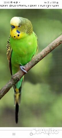 Найден попугай