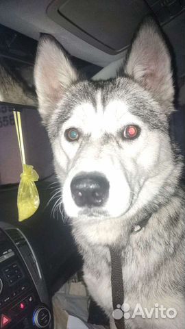 Найдена хаски, ищу хозяев