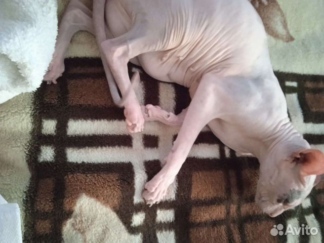 Донской сфинкс