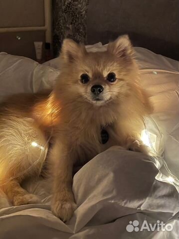 Померанский шпиц вязка кобель