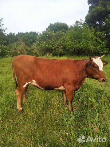 Тёлочка стельная