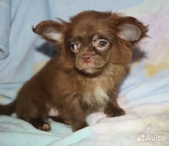 Чишка длинношерстный