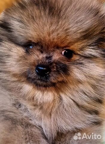 Мраморный красавчик