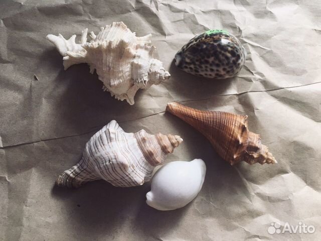 Морские ракушки из Египта