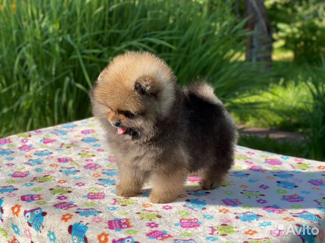 Куколка Померанский шпиц