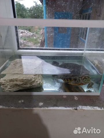Красноухая черепаха с аквариумом