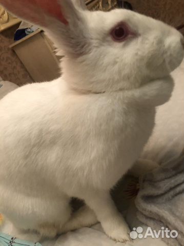 Кролик «белый великан»