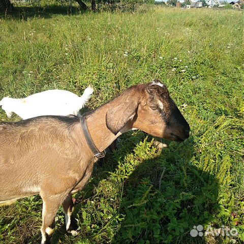 Продам дойную козу, козлят