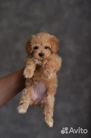 Мальтипу f1 mini Девочка