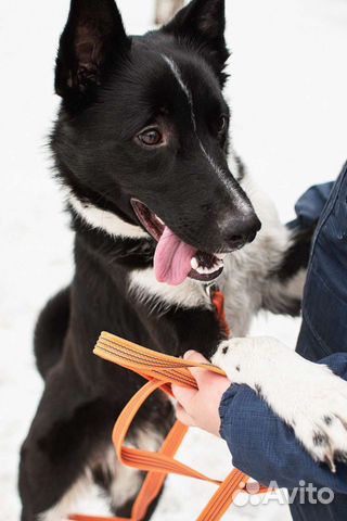 Собака в добрые руки