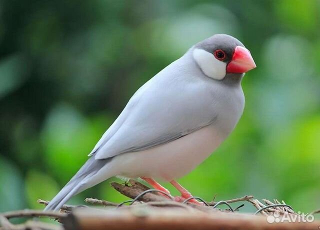 Амадины рисовые (рисовки)