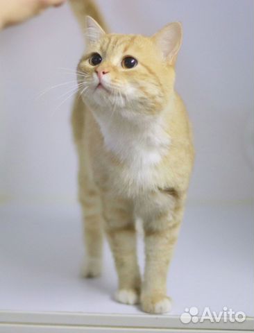 Знакомьтесь, кот с необычным именем, Ким