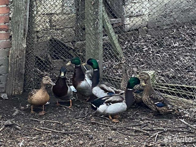 Дикая утка кряква