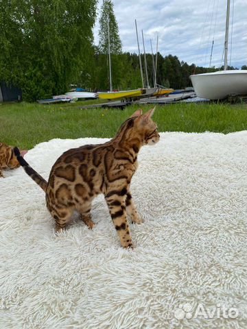 Бенгальская кошка