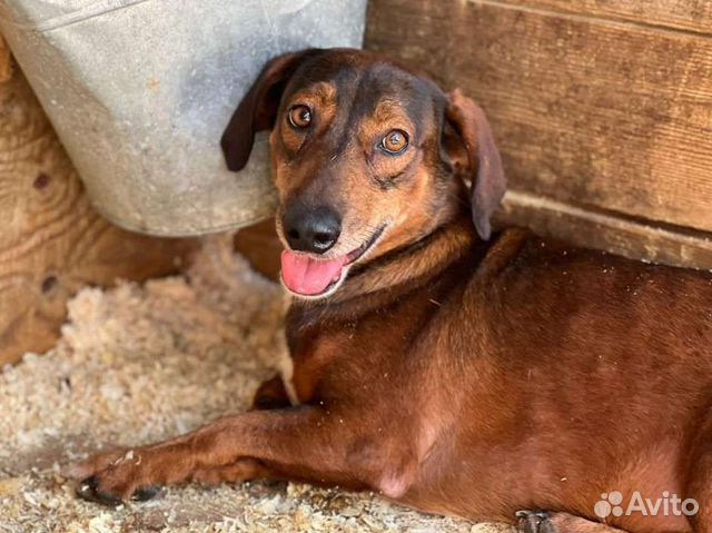 Домашний метис таксы Пиксель в приюте