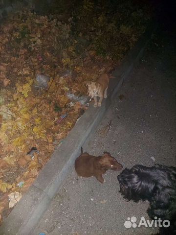 Собака в добрые руки отдам бесплатно