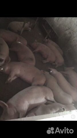 Сдам свиней(сальные )