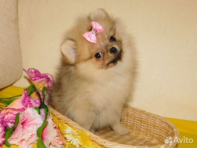 Мини девочка помшпица