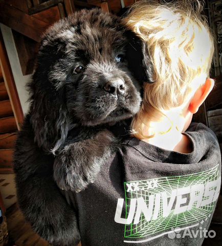 Ньюфодевочка