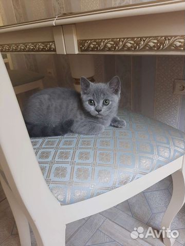 Продаётся кошечка, мама шотландская вислоухая